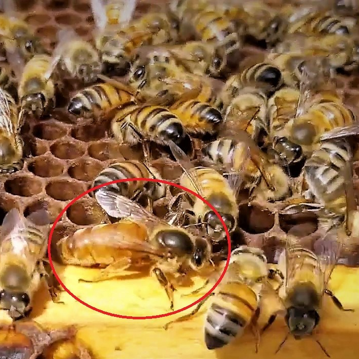 Western Red Cedar Bee Hives: Custom Built for Each Customer